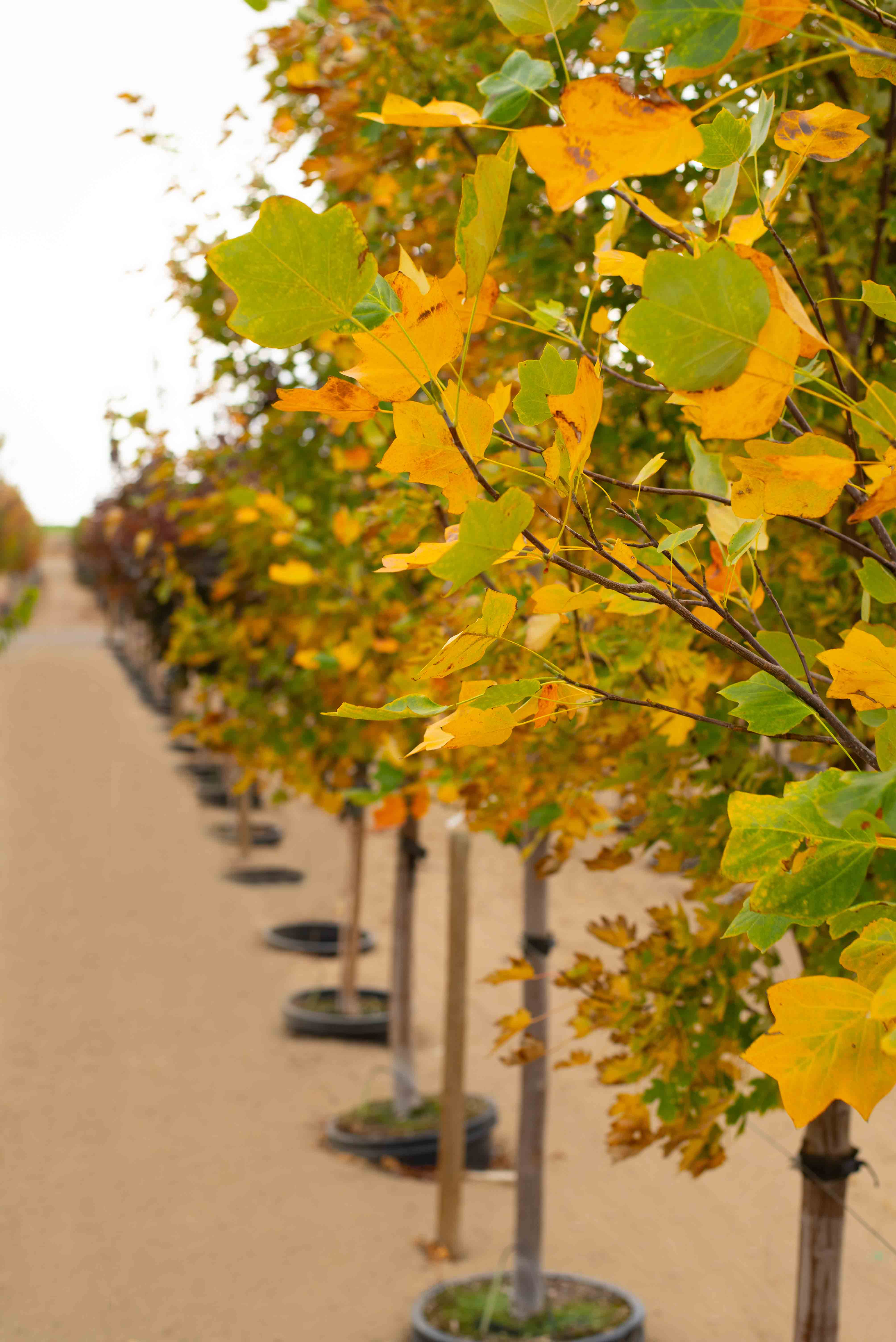 Emerald City Tulip Tree | Garden Gate Nursery