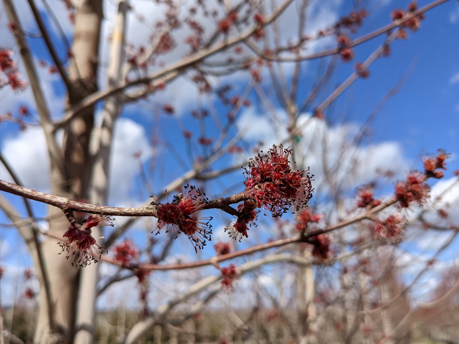 Do Red Maple Trees Flower Garden Gate Nursery