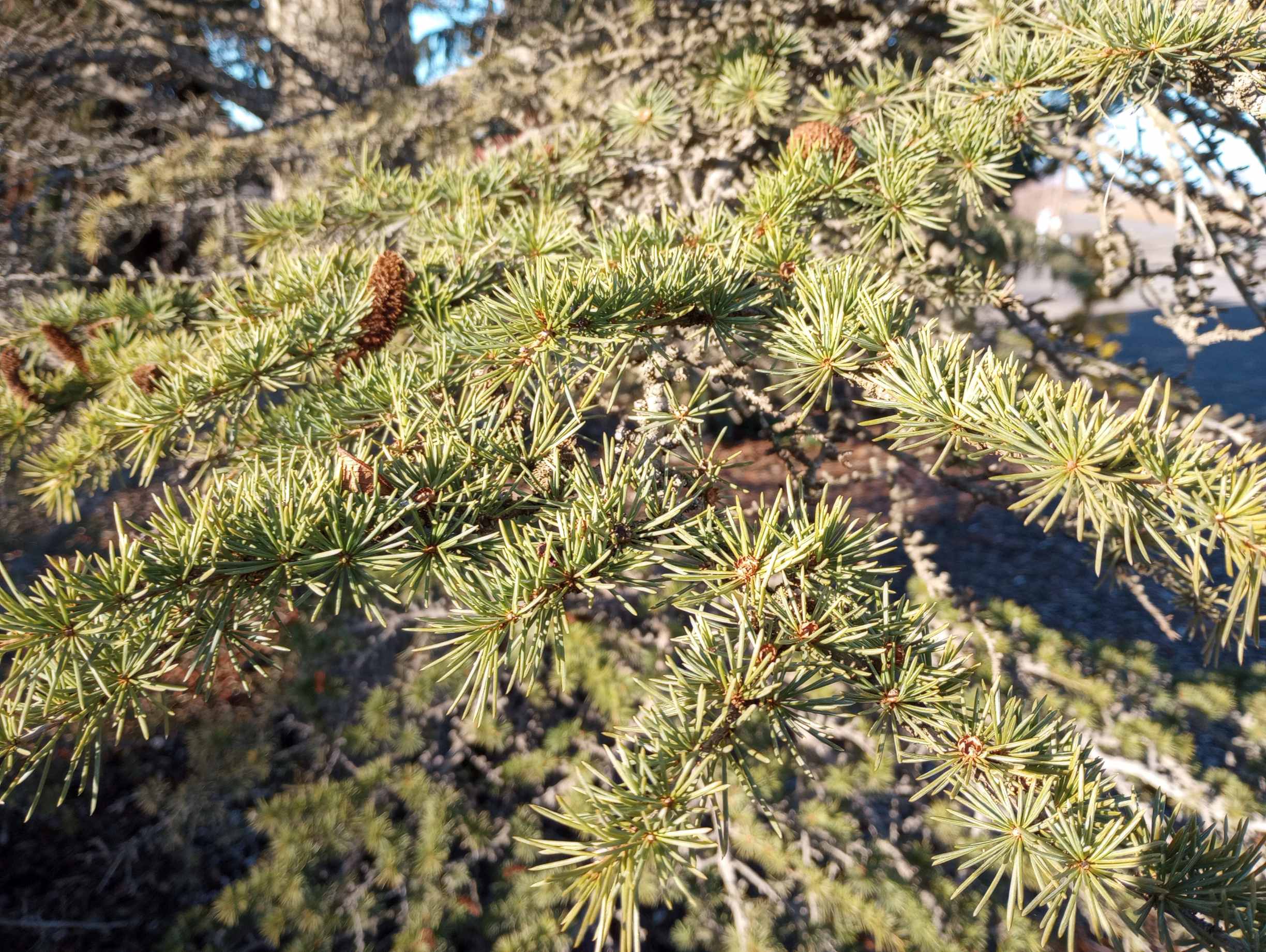 Cedar of Lebanon Garden Gate Centerpiece | Garden Gate Nursery