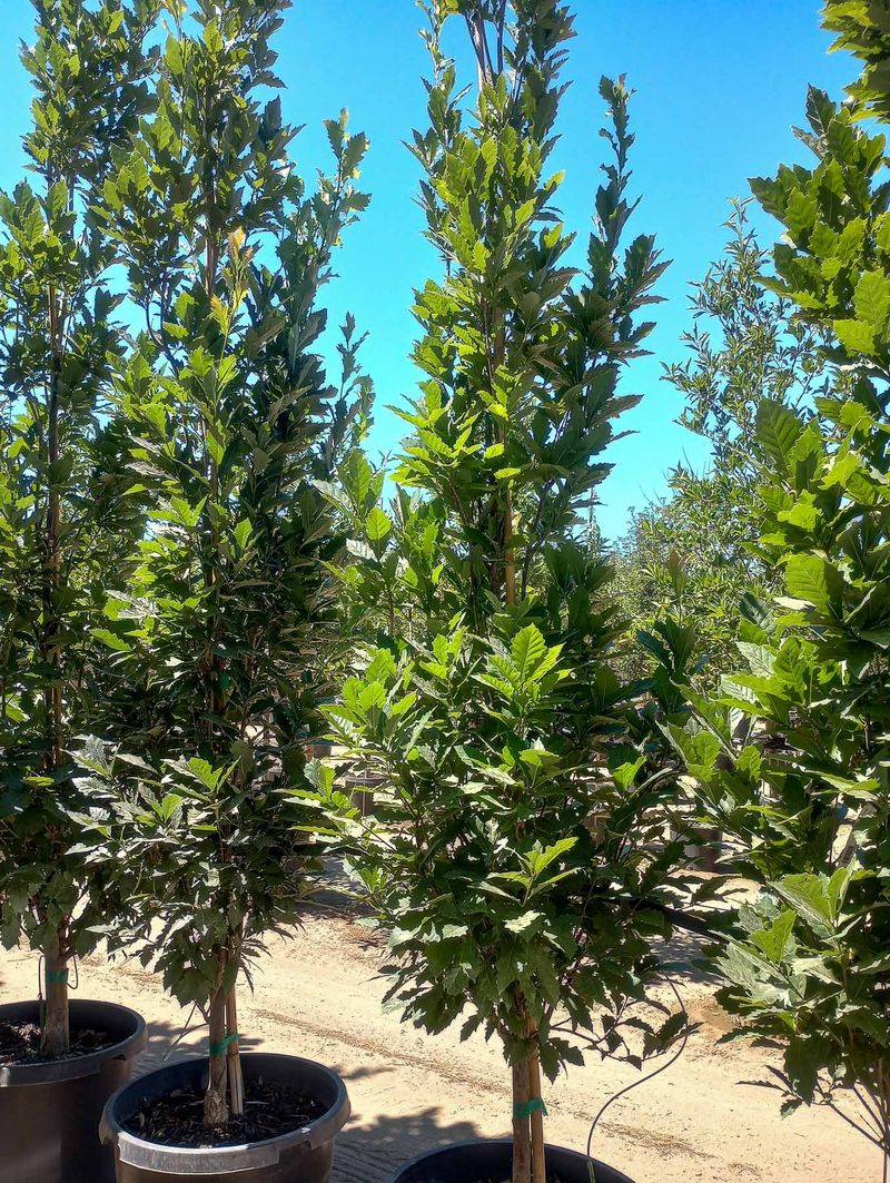 Beacon® Oak | Garden Gate Nursery