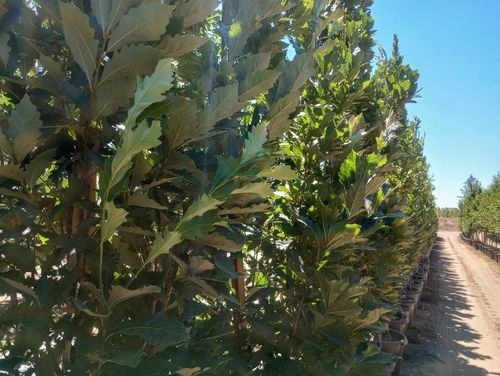 Beacon® Oak | Garden Gate Nursery