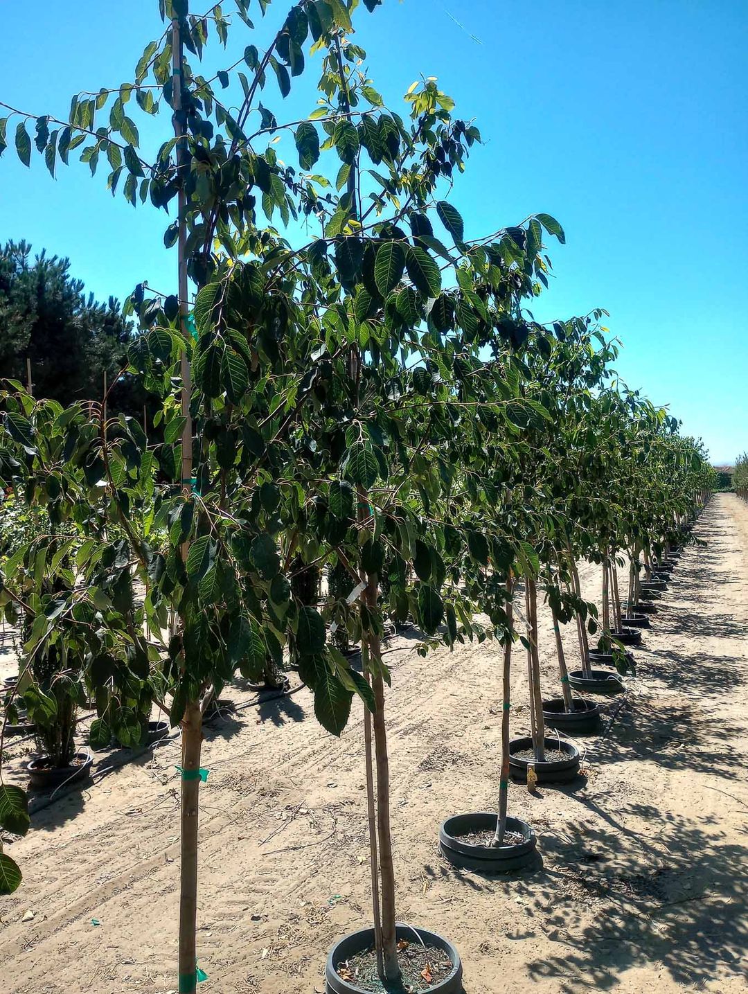 Spring Flurry® Serviceberry | Garden Gate Nursery