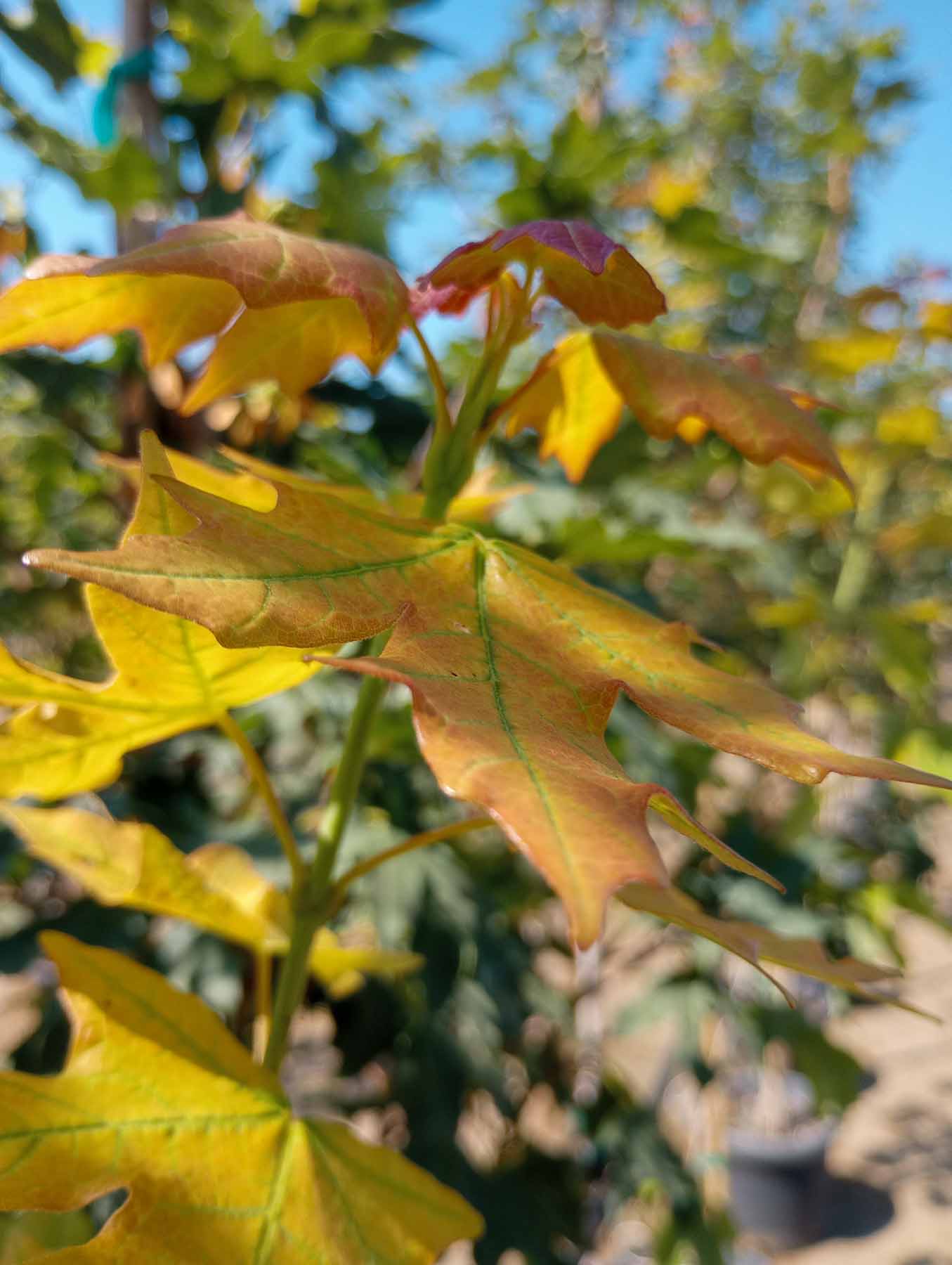 Mesa Glow® Maple | Garden Gate Nursery