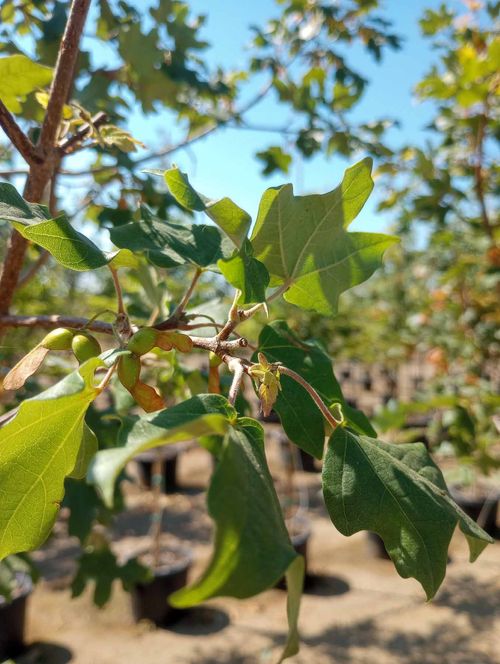 Mesa Glow® Maple | Garden Gate Nursery