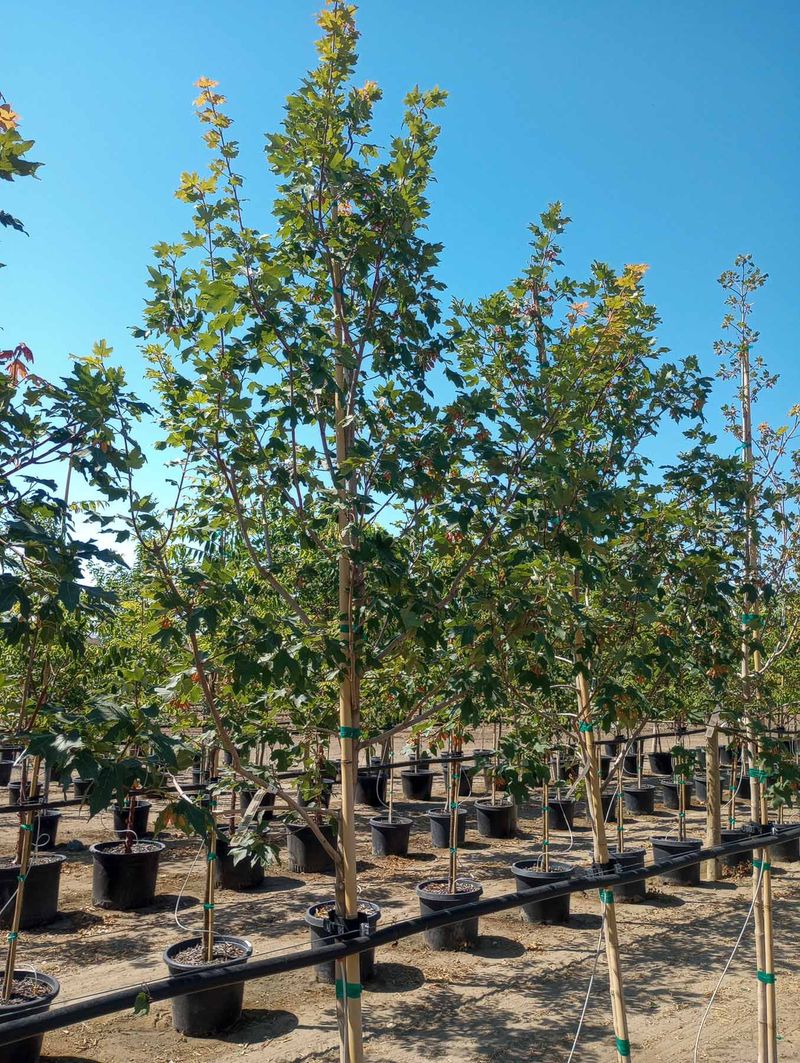 Mesa Glow® Maple | Garden Gate Nursery