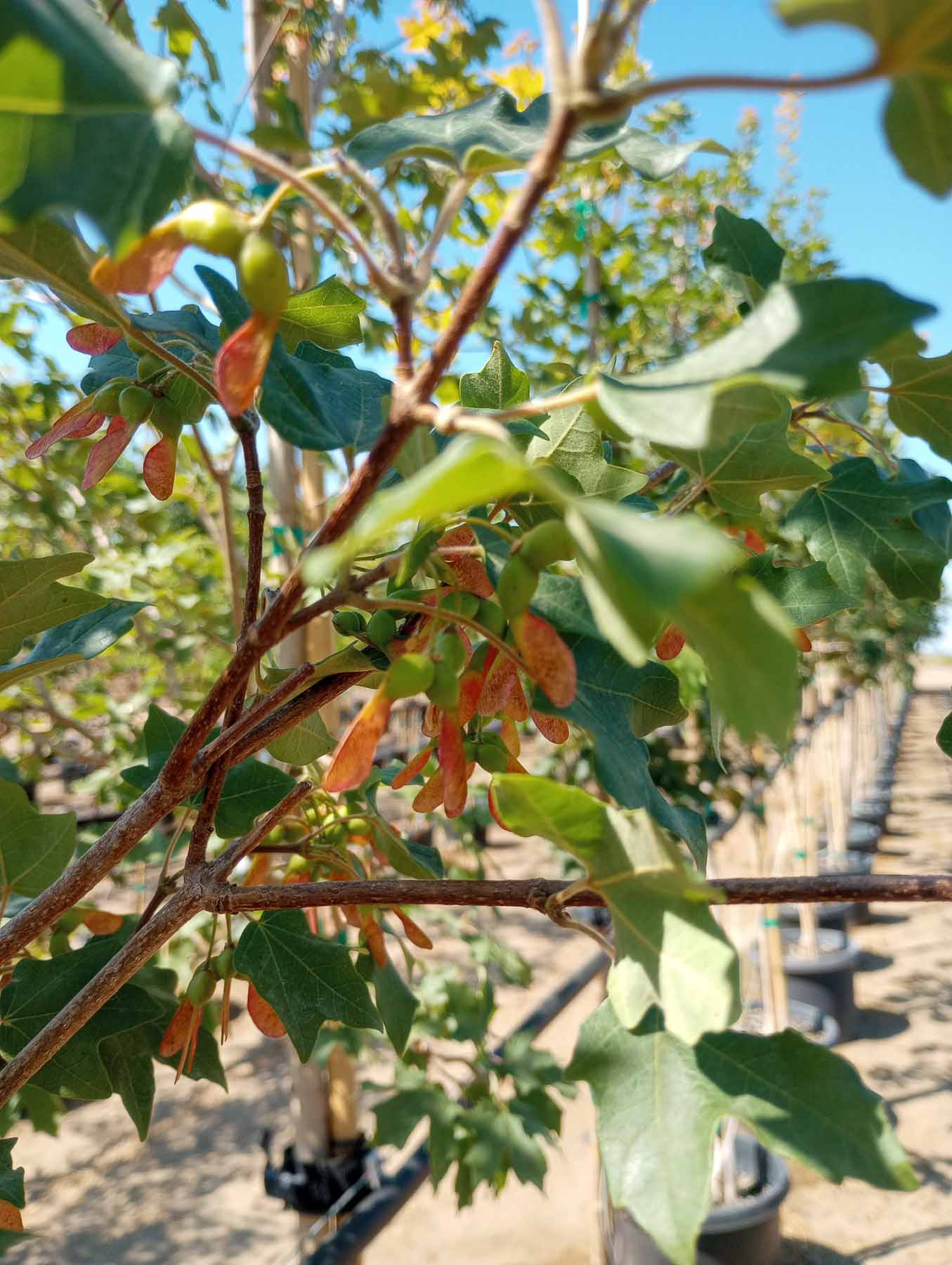 Mesa Glow® Maple | Garden Gate Nursery