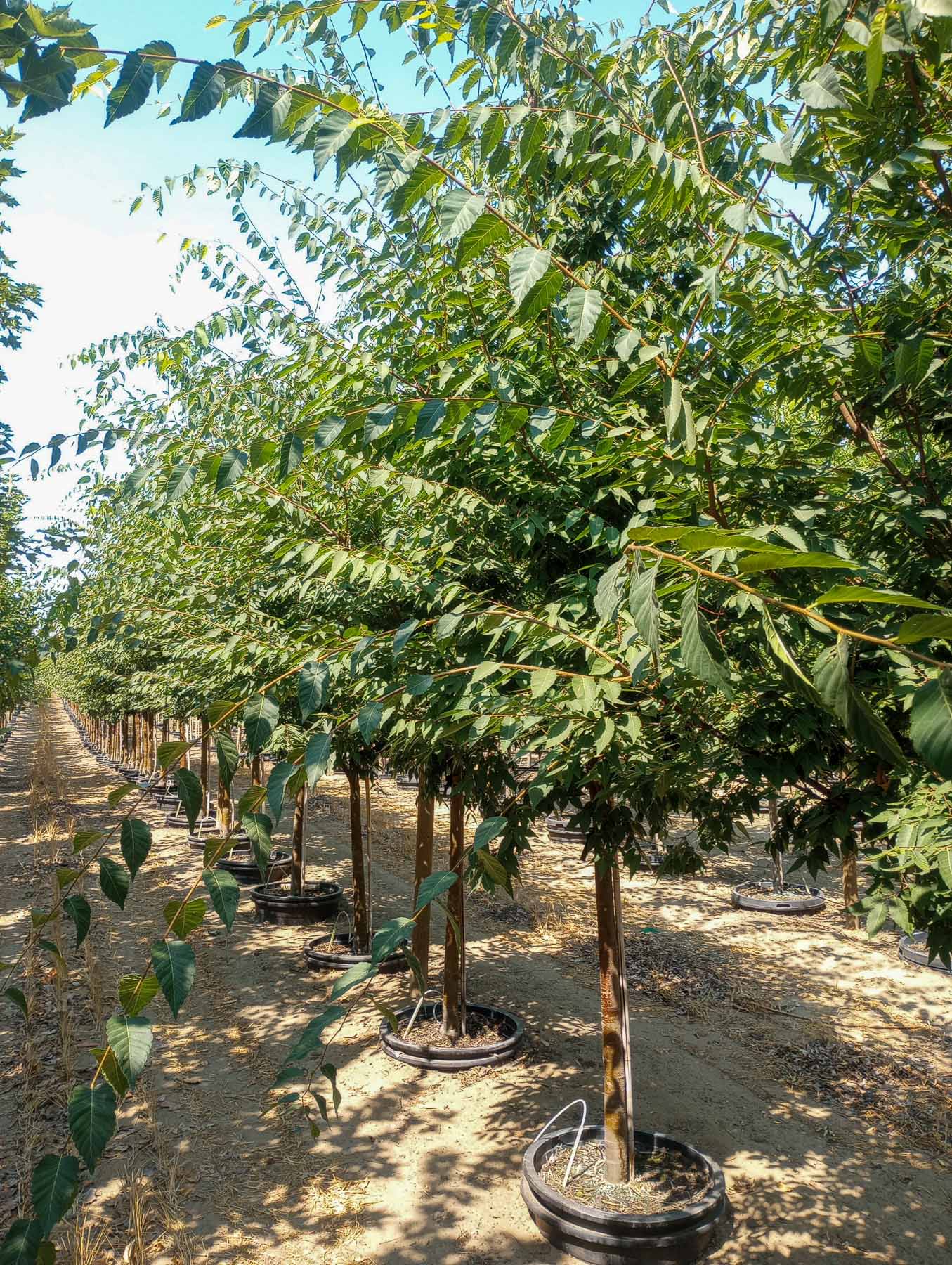 Village Green™ Zelkova Tree | Garden Gate Nursery