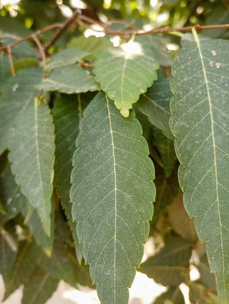 Village Green™ Zelkova Tree | Garden Gate Nursery