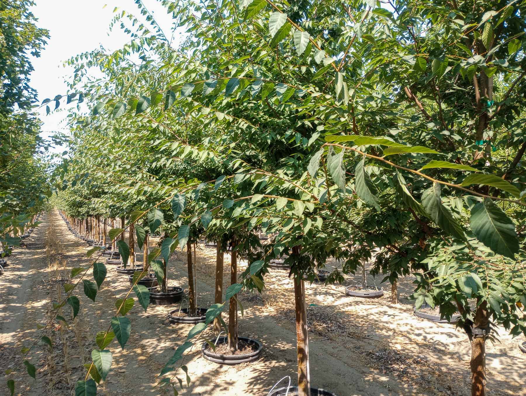 Village Green™ Zelkova Tree | Garden Gate Nursery