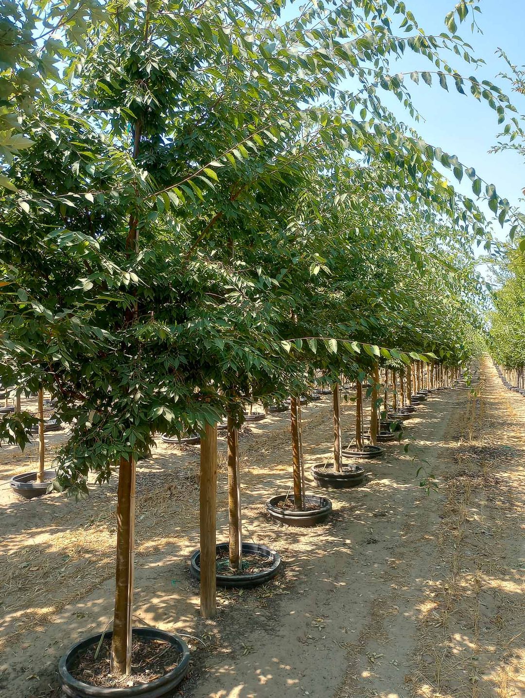 Village Green™ Zelkova Tree | Garden Gate Nursery