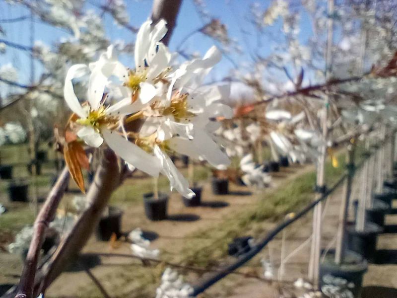 Spring Flurry® Serviceberry | Garden Gate Nursery