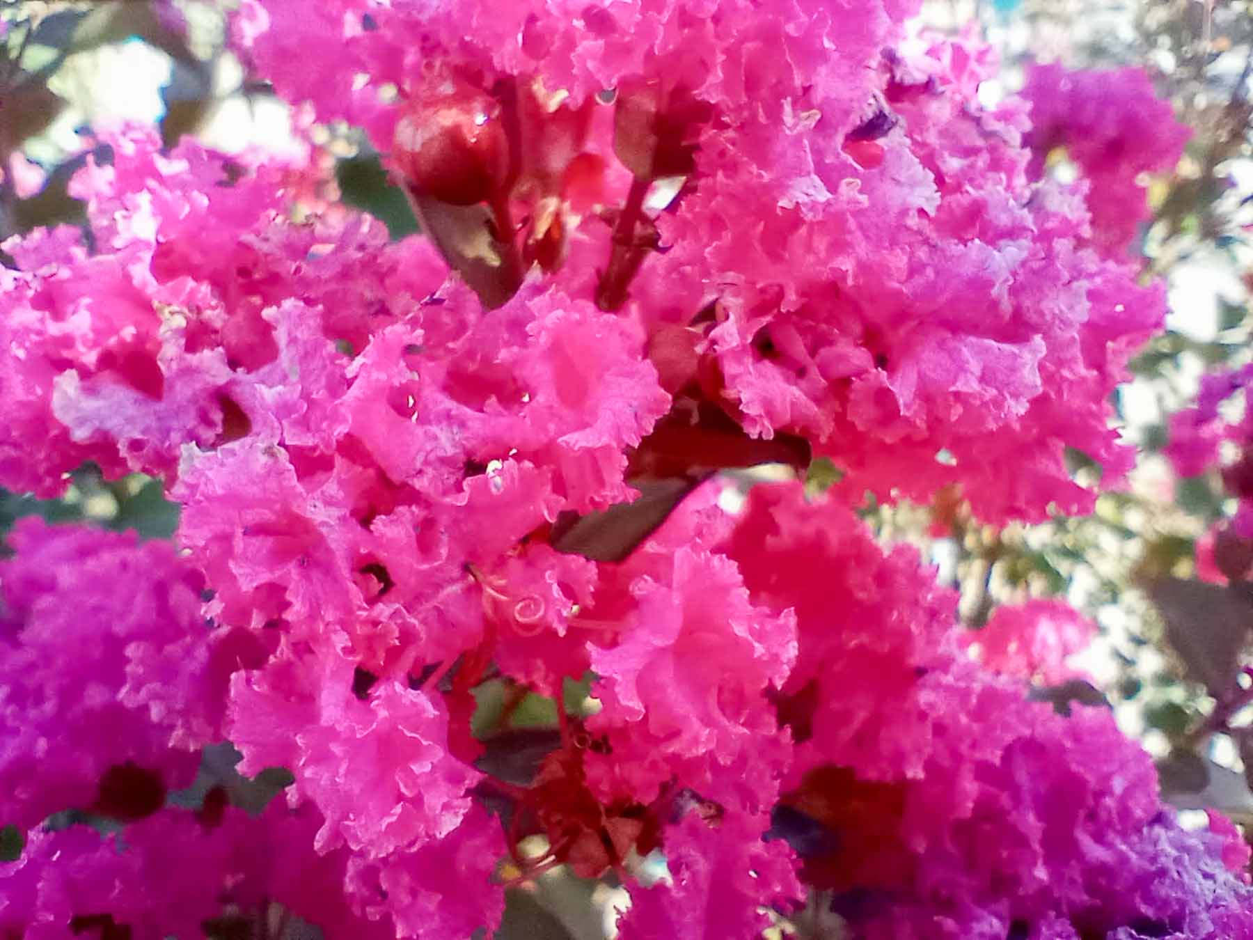 Lagerstroemia/ Crape Myrtle | Tree Catalog | Garden Gate Trees