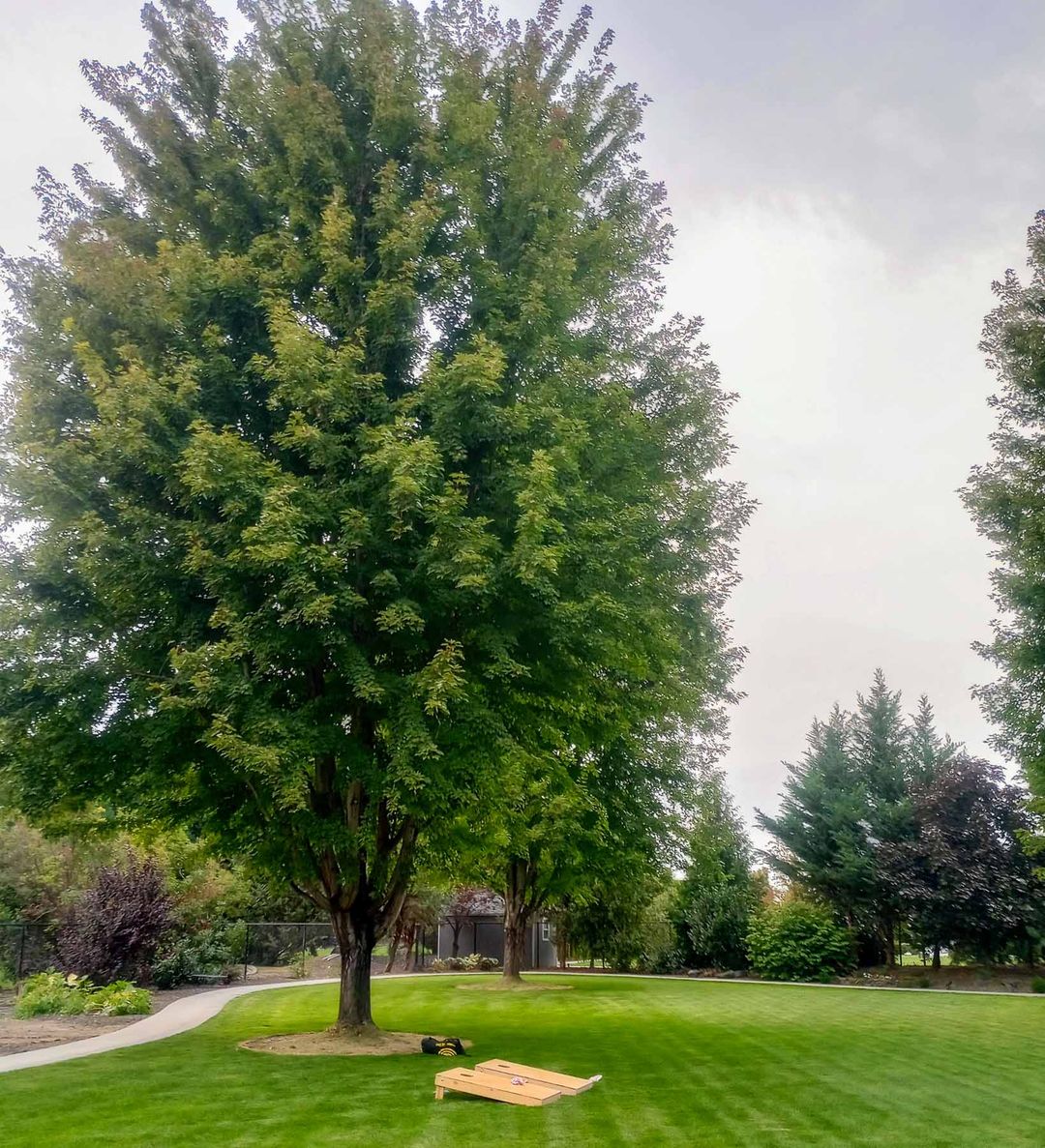 Autumn Fantasy Maple Tree | Garden Gate Nursery