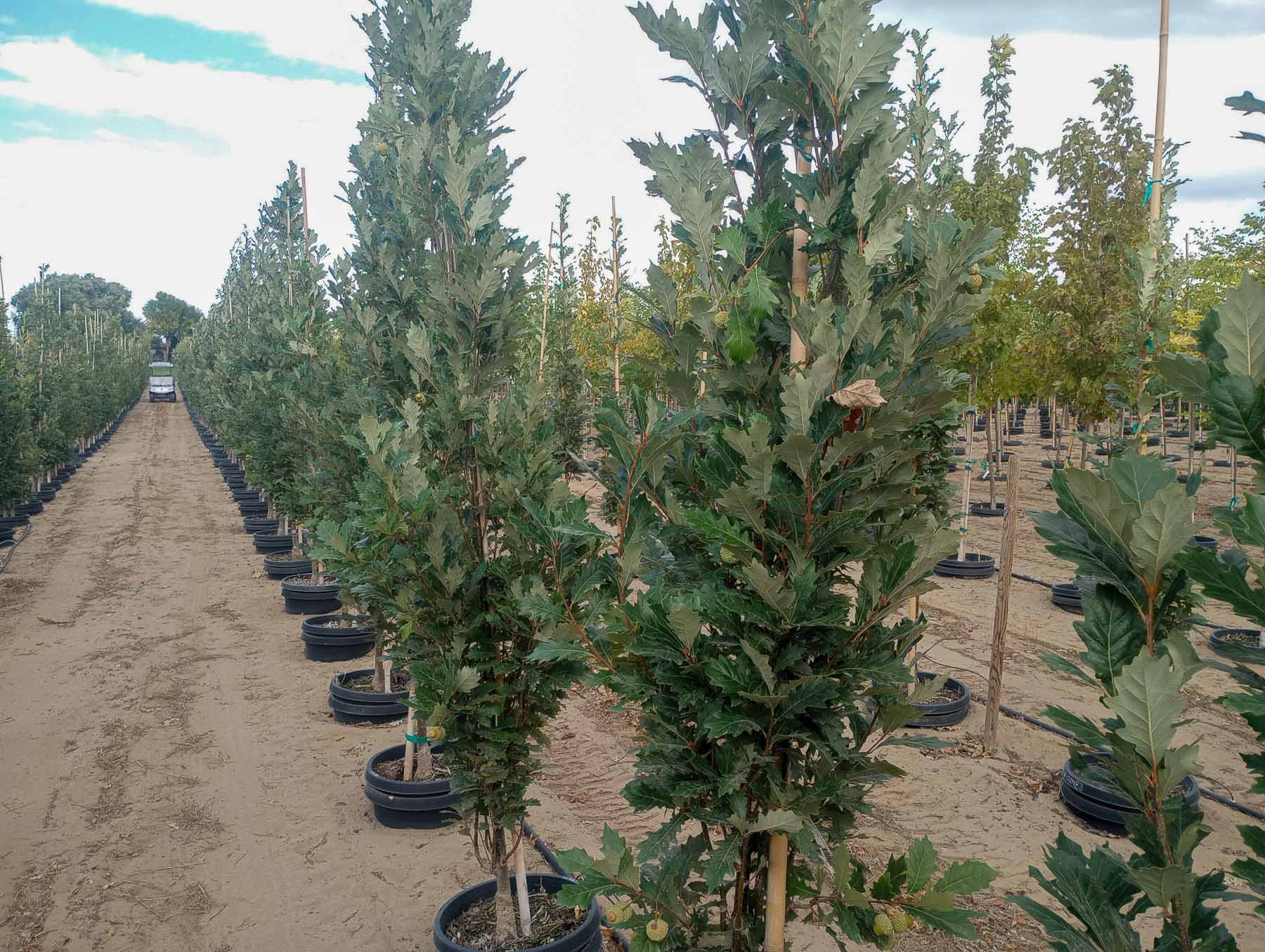 Kindred Spirit Oak Tree | Garden Gate Nursery