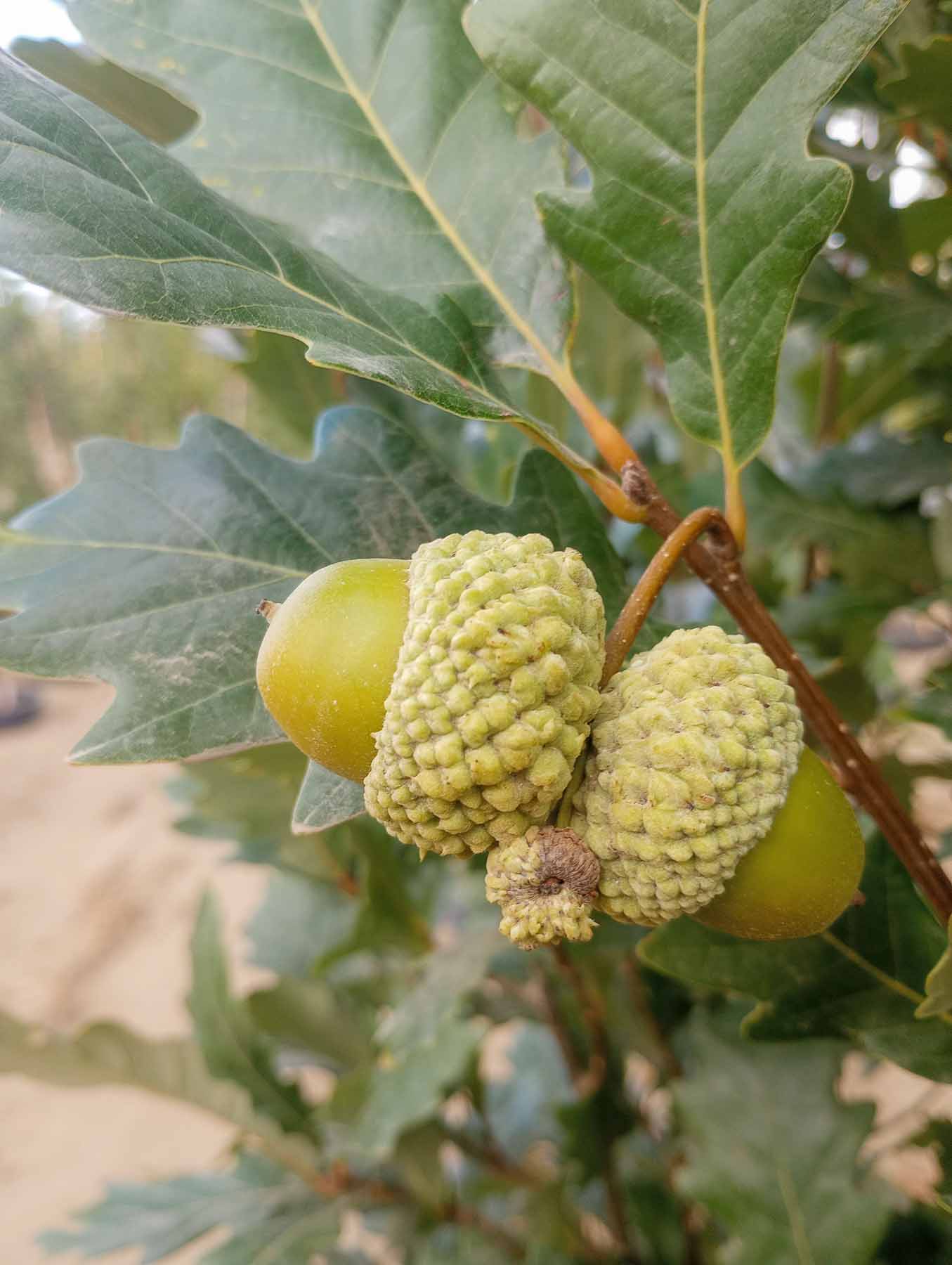 Kindred Spirit Oak Tree | Garden Gate Nursery