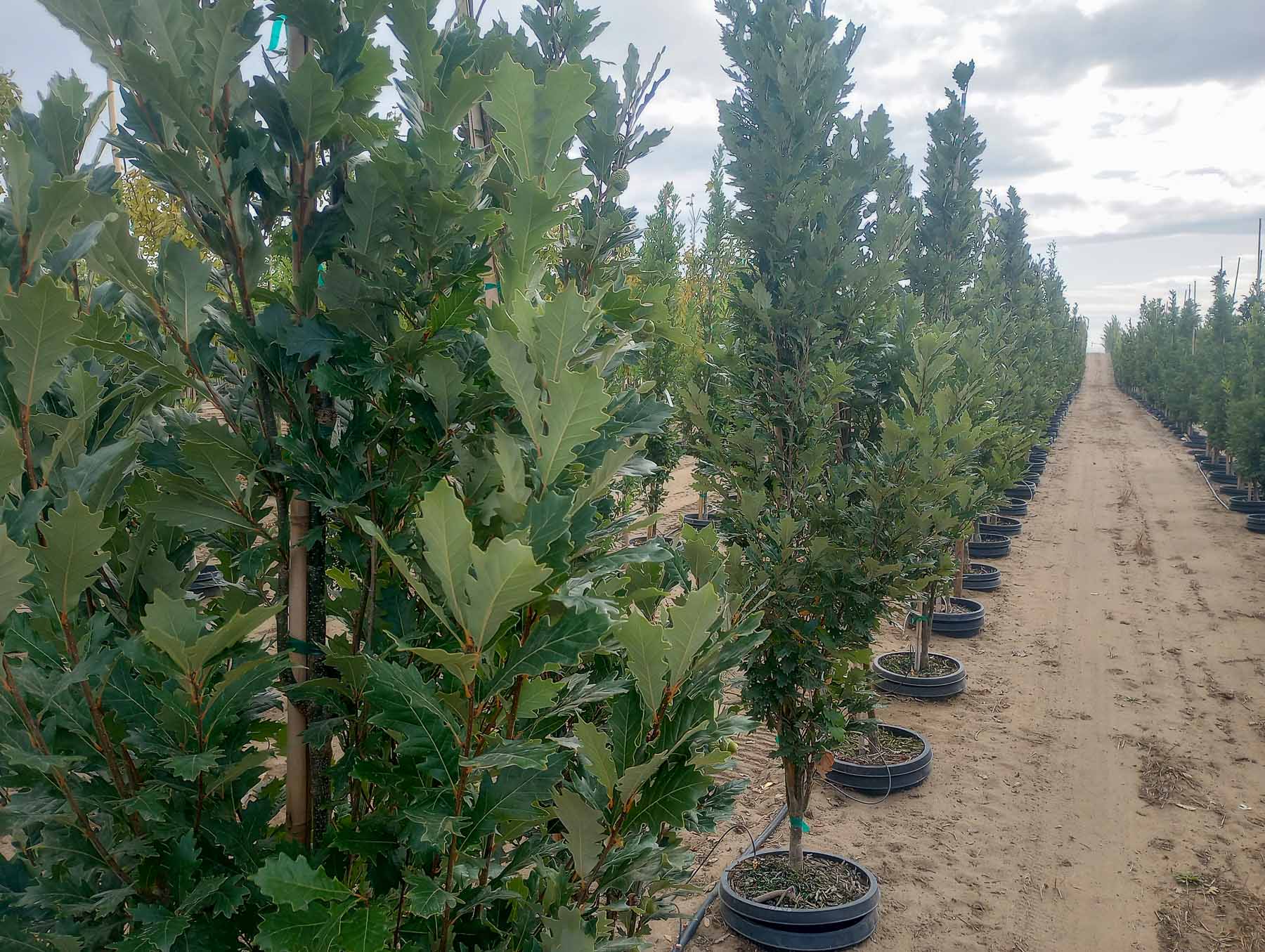 Kindred Spirit Oak Tree | Garden Gate Nursery