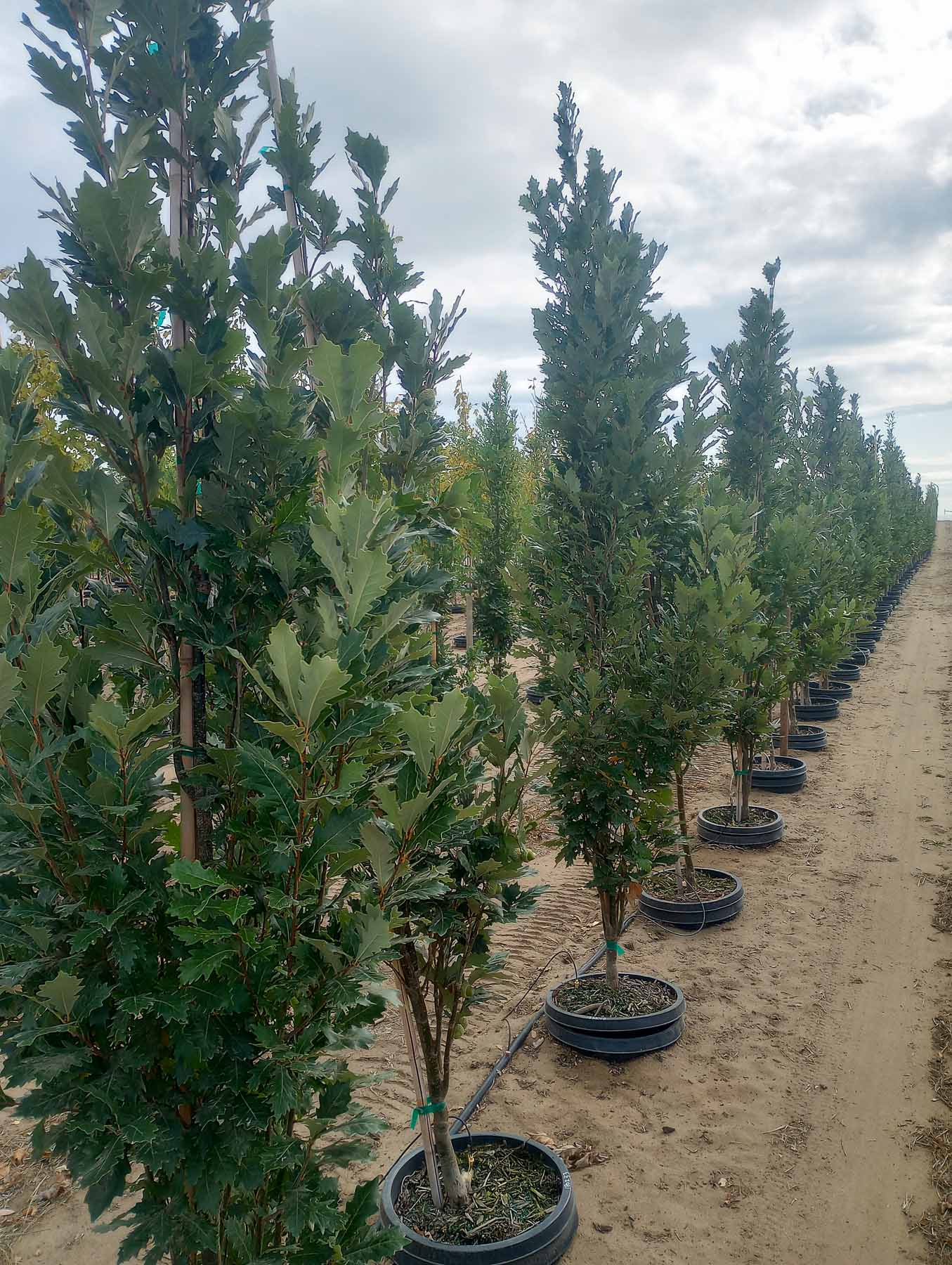 Kindred Spirit Oak Tree | Garden Gate Nursery