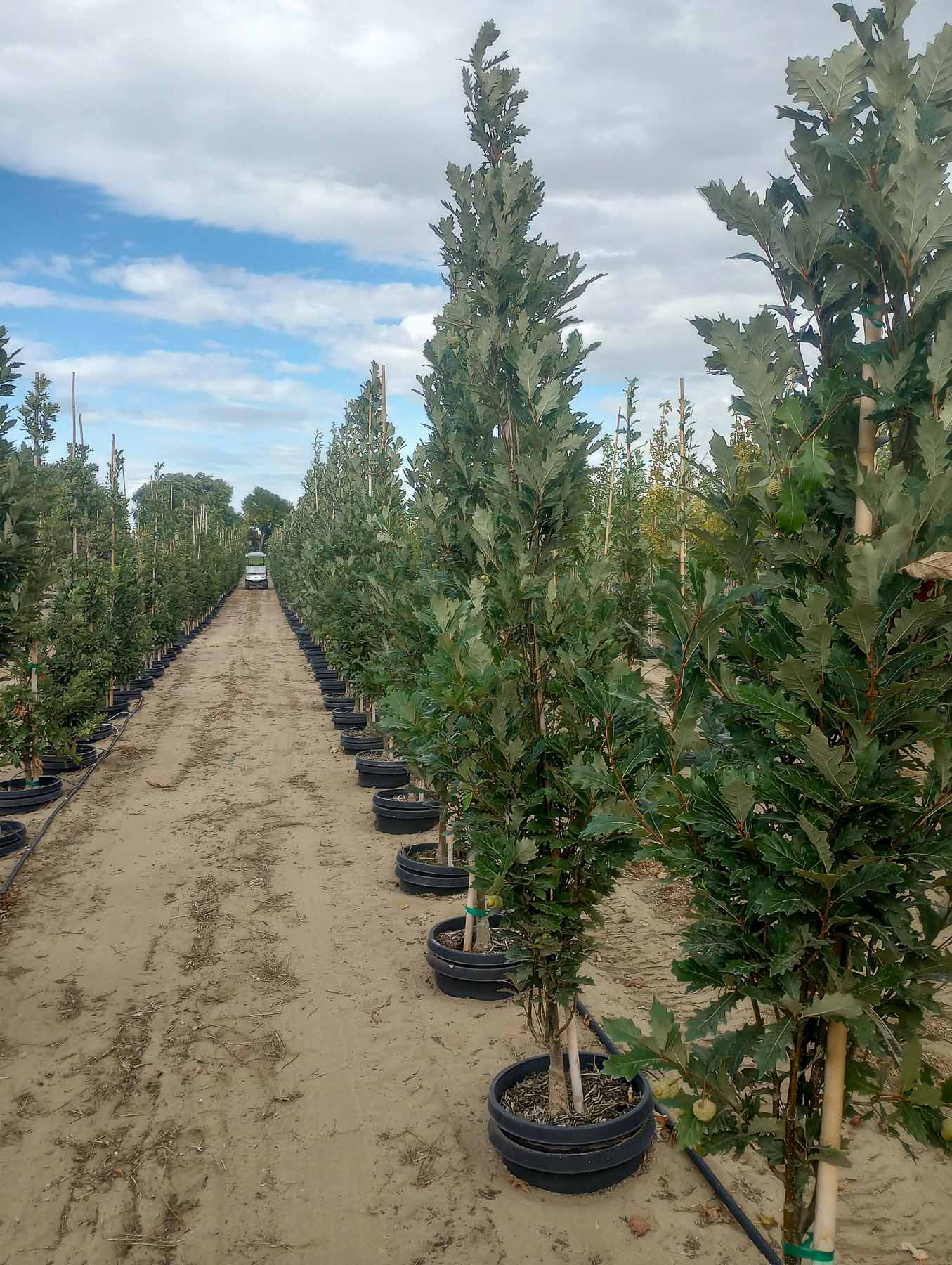 Kindred Spirit Oak Tree | Garden Gate Nursery