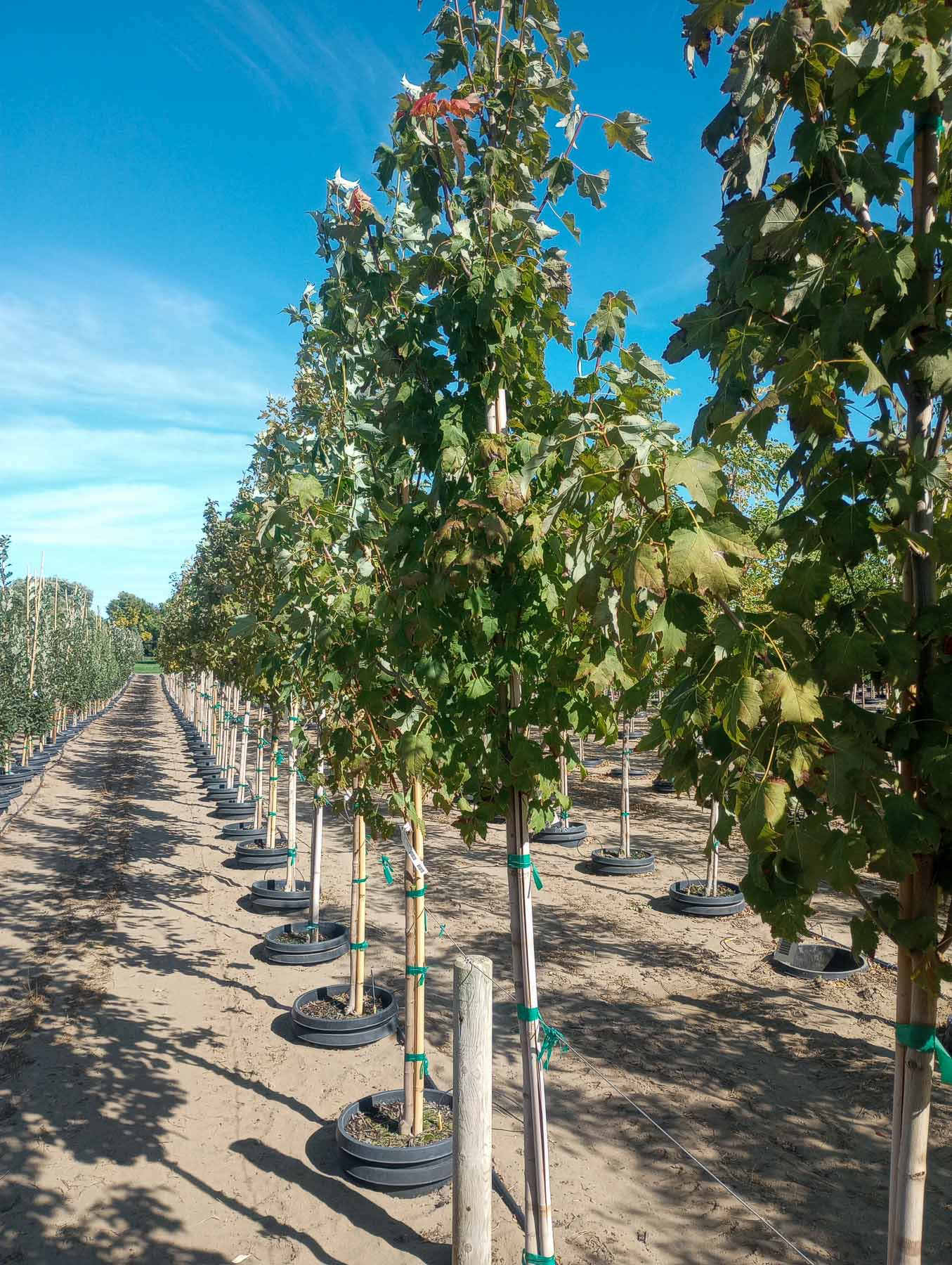 Bowhall Maple Tree | Garden Gate Nursery