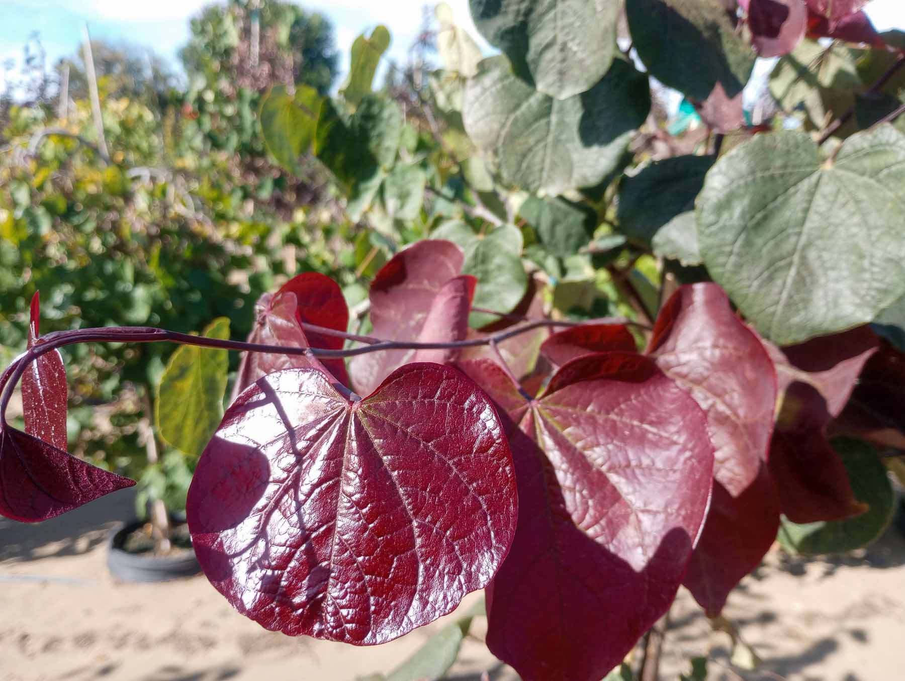 Cercis / Redbud Trees | Tree Catalog | Garden Gate Trees