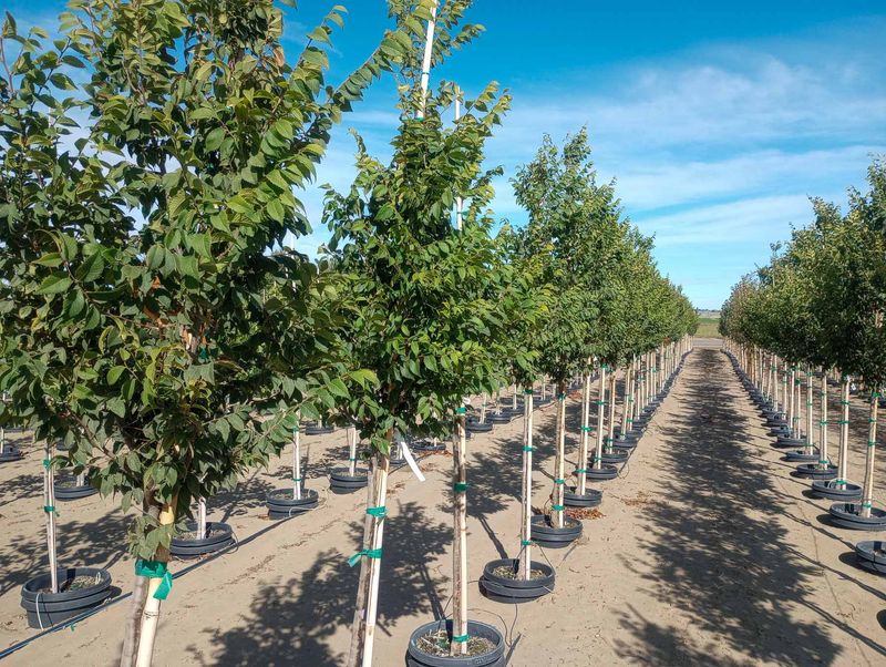 City Sprite® Zelkova Tree | Garden Gate Nursery