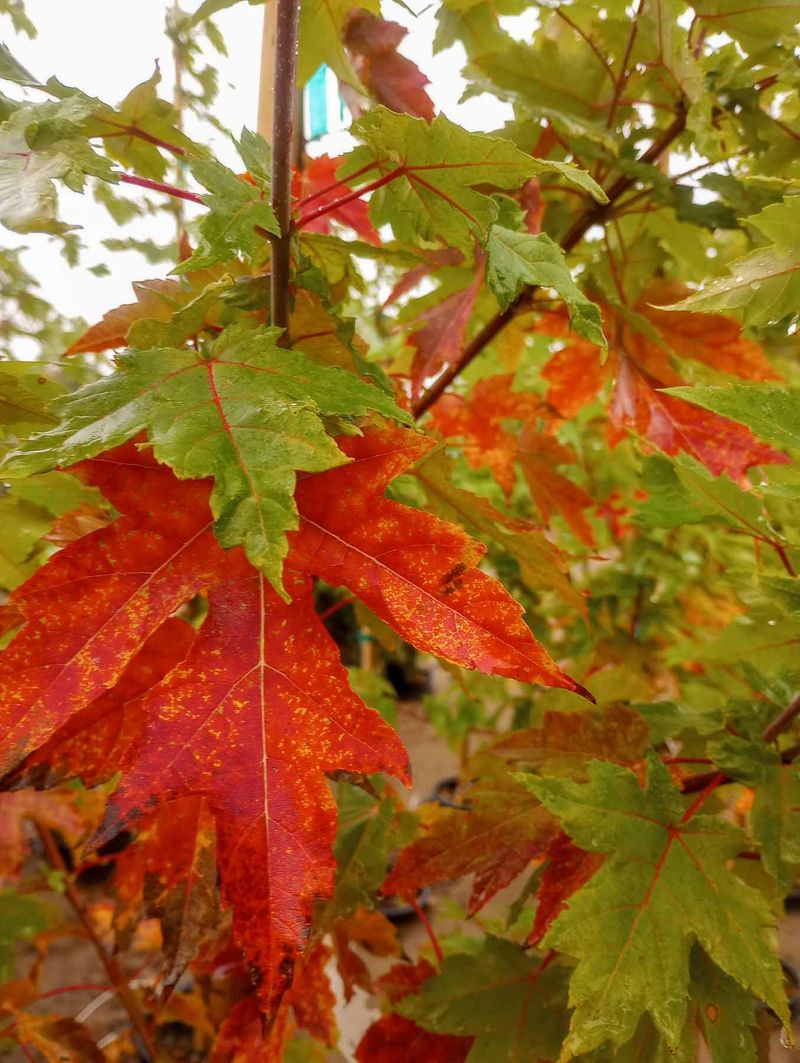 Autumn Blaze® Maple Tree | Garden Gate Nursery