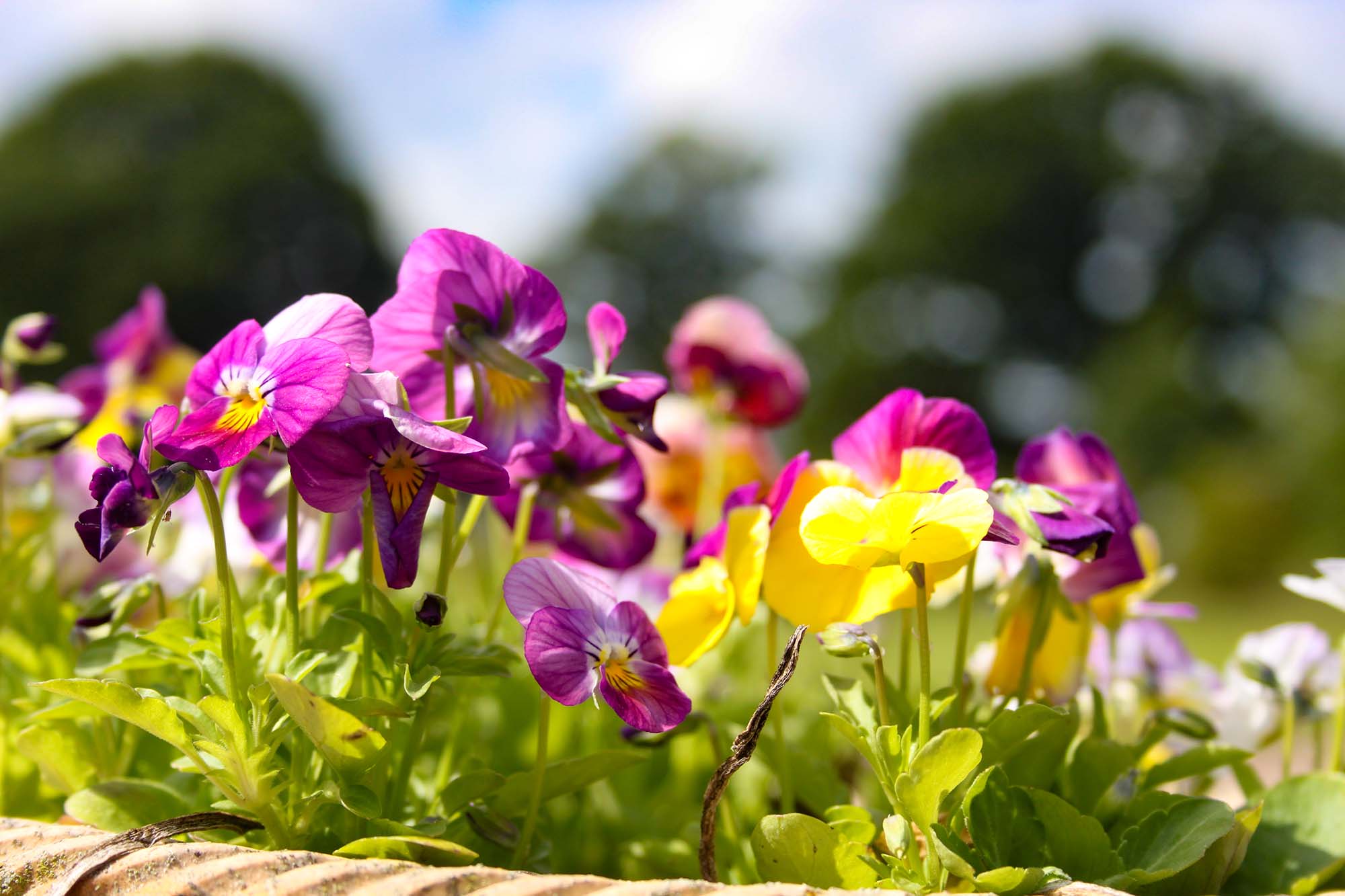 Visit historic 18th Staffordshire Gardens | Betley Court