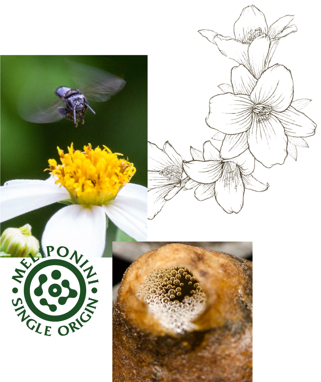 Meliponini Stingless Bee Honey