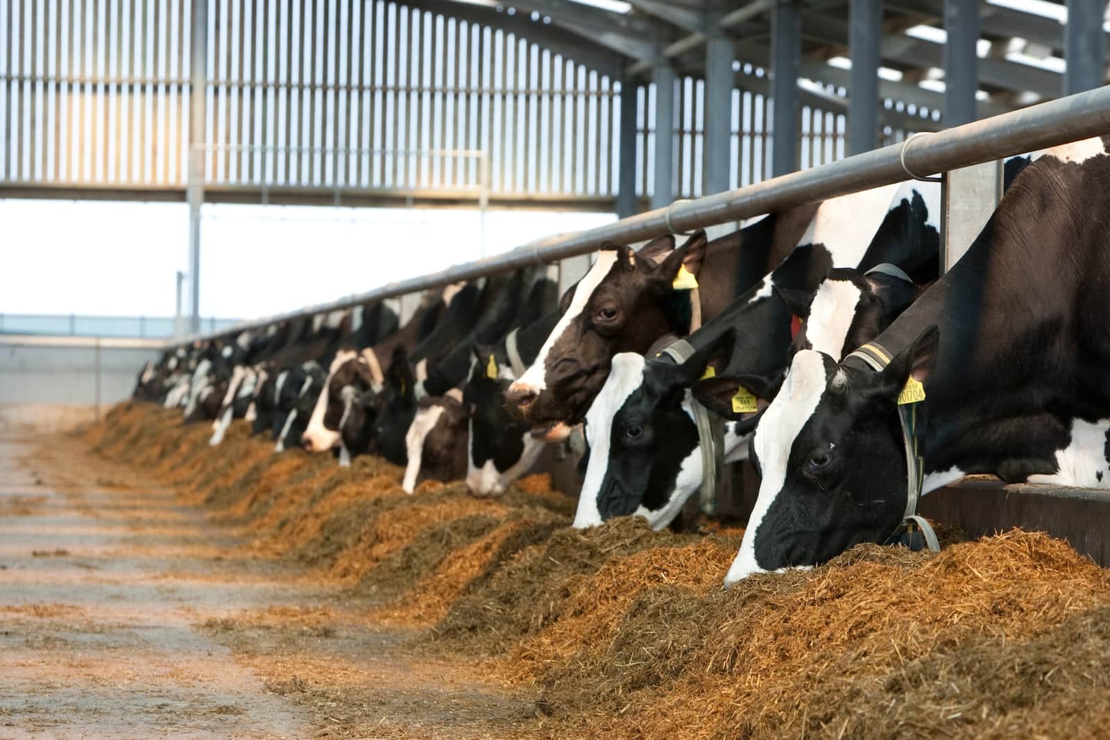 Biofeed Technology - Animal Health & Nutrition