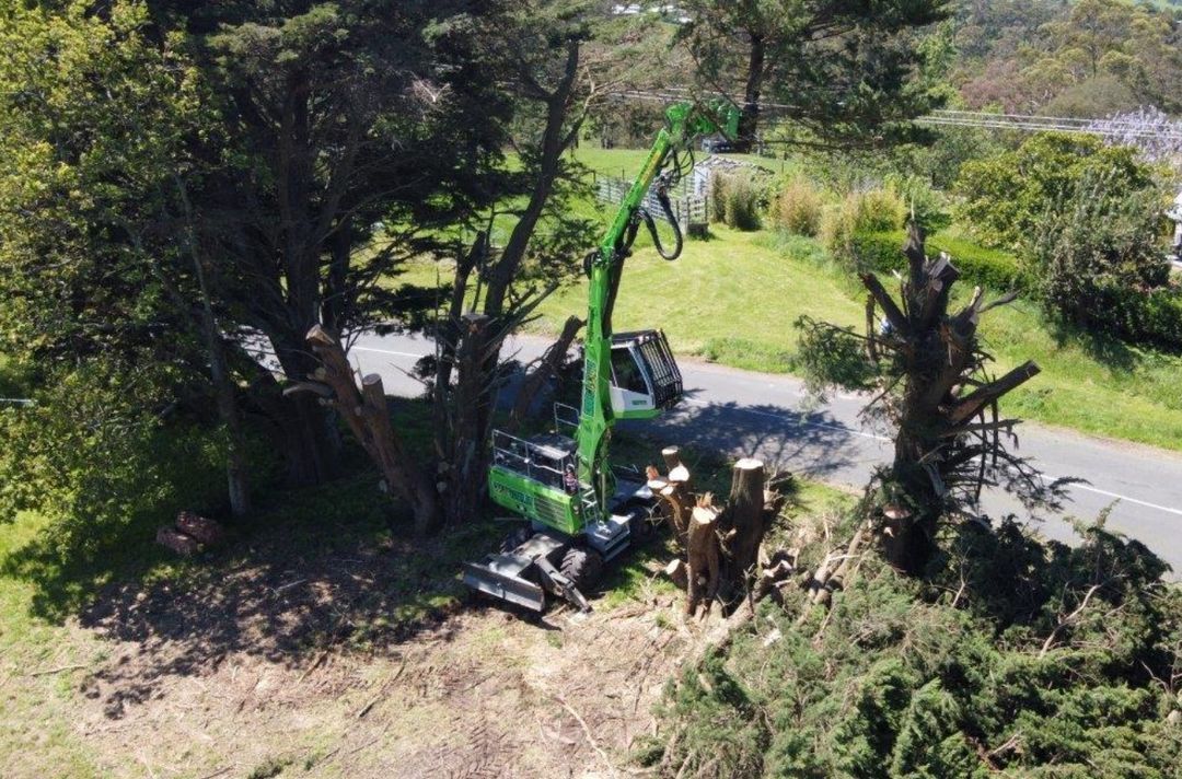 Tree Removal Experts