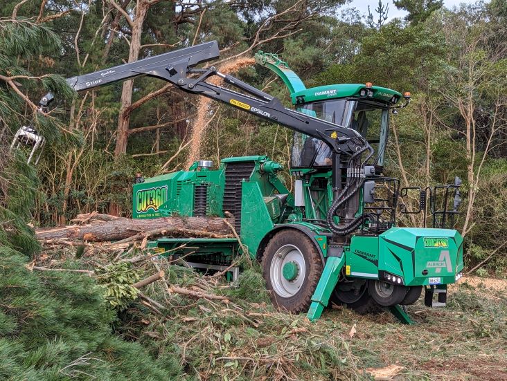 Tree Removal Experts