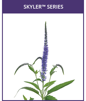 Skyler Veronica Newsletter