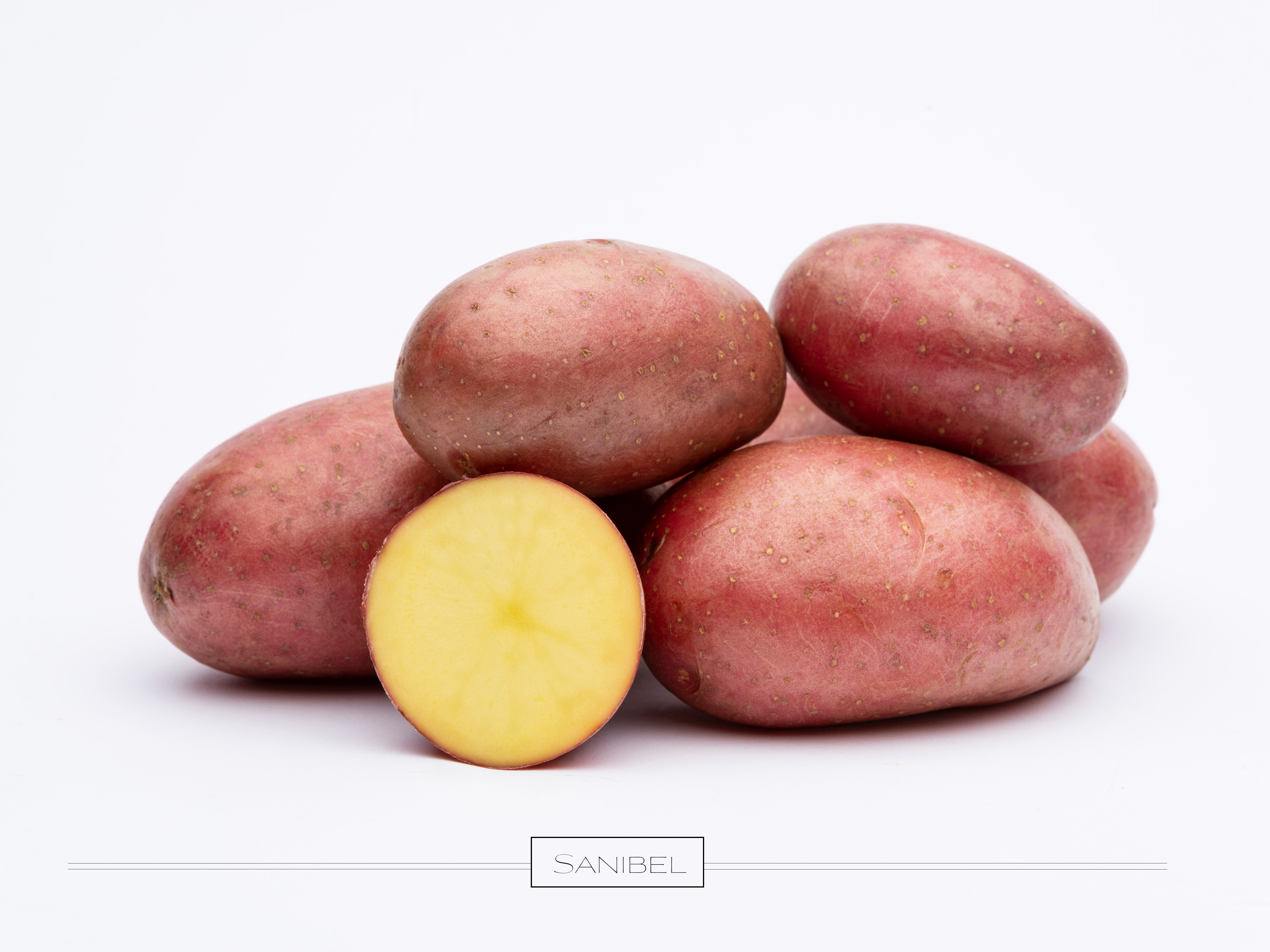 Red Potato Varieties | Sunrain Potatoes