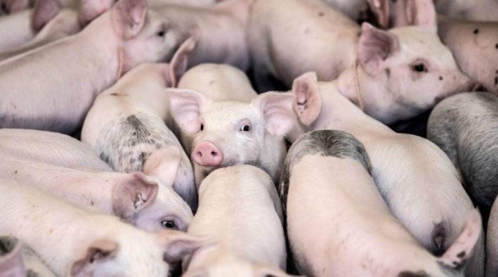 Proposed code of welfare could destroy the pork industry | NZ Pork