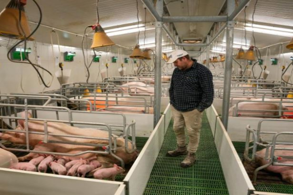 'Absorbed' by pork industry challenges | NZ Pork