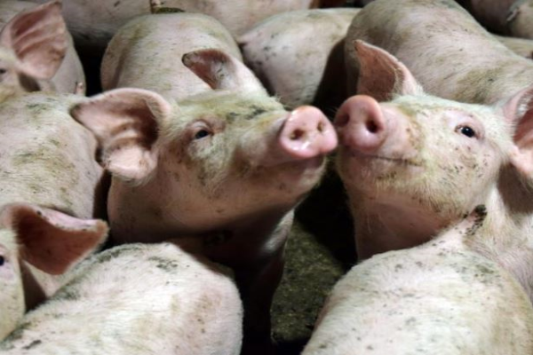 Pig welfare second only to Sweden; more can be done | NZ Pork