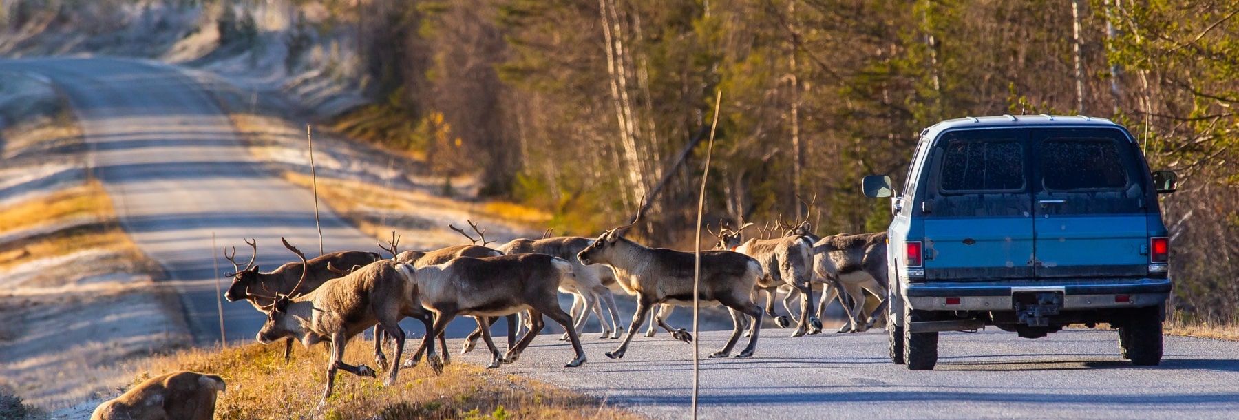 Wildlife Collision Car Accidents | Mendez & Sanchez APC