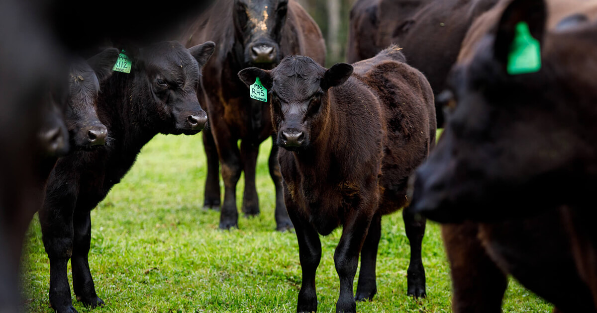 Diamond Tree | Angus Bulls | Manjimup Western Australia