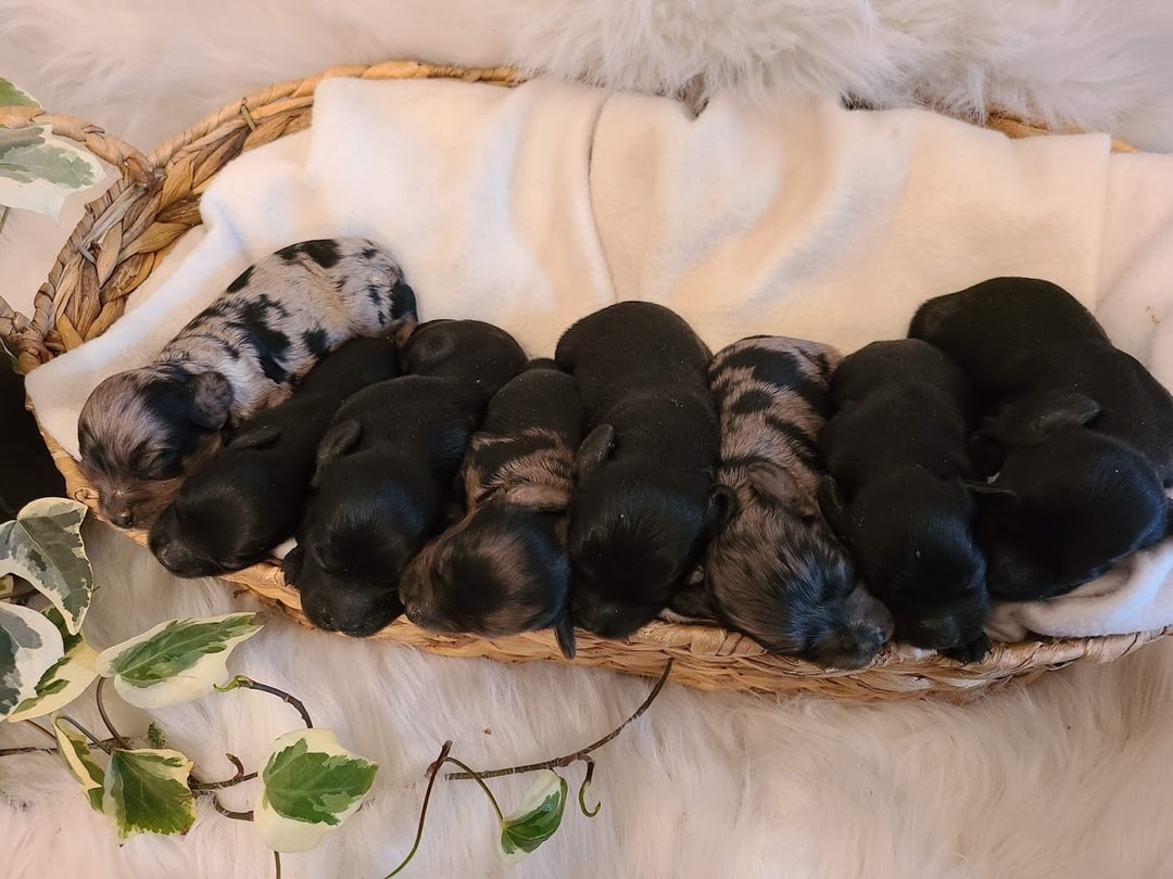 Puppies | Agape Kennel | Elmira, Ontario