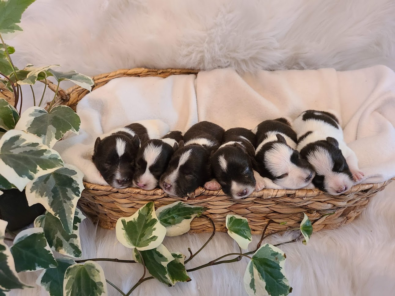 Puppies | Agape Kennel | Elmira, Ontario