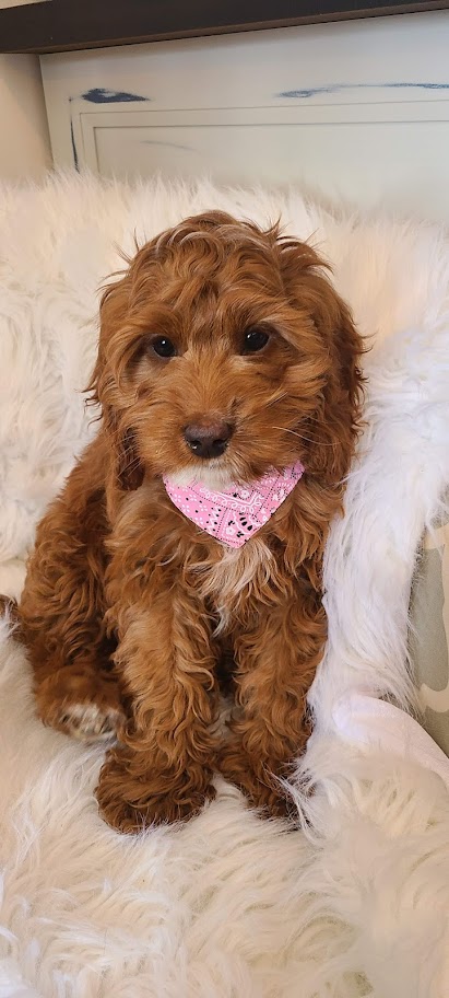 Willow ( AKA Hope) - Female - F1 Cockapoo | Agape Kennel | Elmira, Ontario