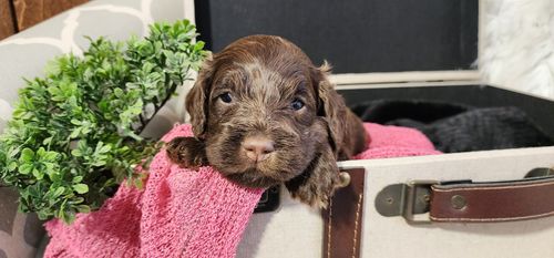 Puppies | Agape Kennel | Elmira, Ontario