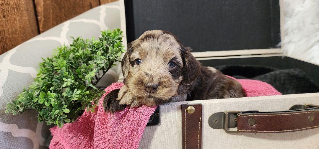 Puppies | Agape Kennel | Elmira, Ontario