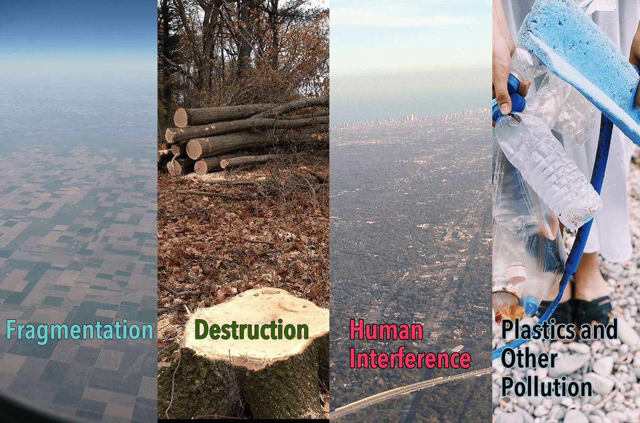 The Tree Whisperer® - Explaining How I Empower Nature