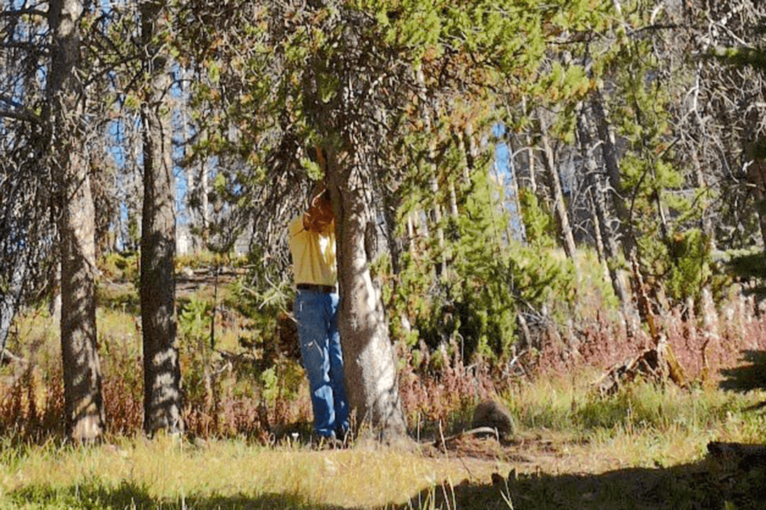 The Tree Whisperer® - VIDEO Trees need at least a Thin Thread or ...