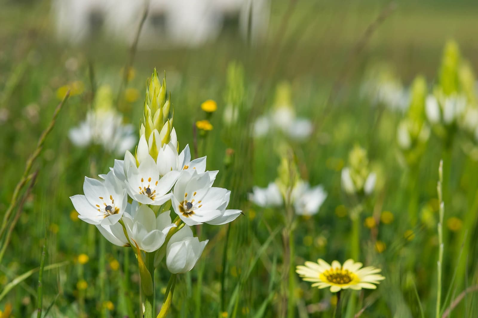 Cape Flower Season | Last Word