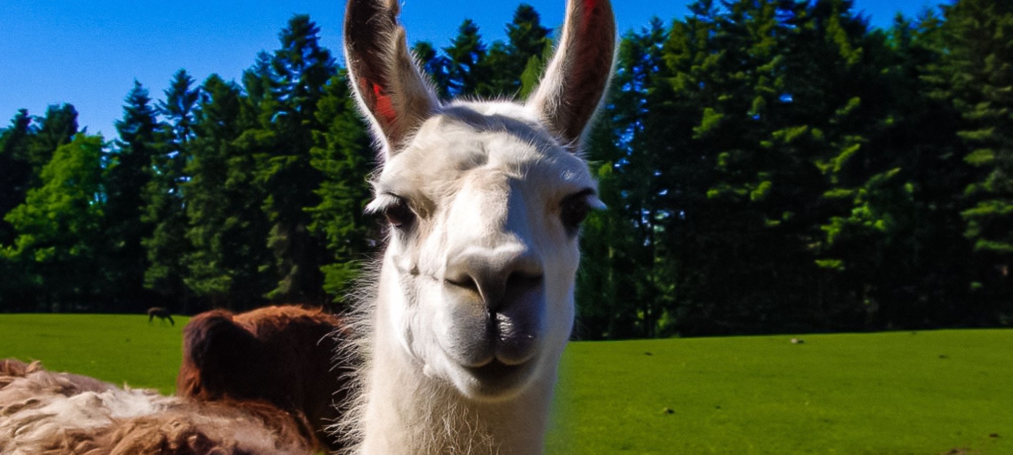 Ultimate guide: best spots to see animals in Belgium