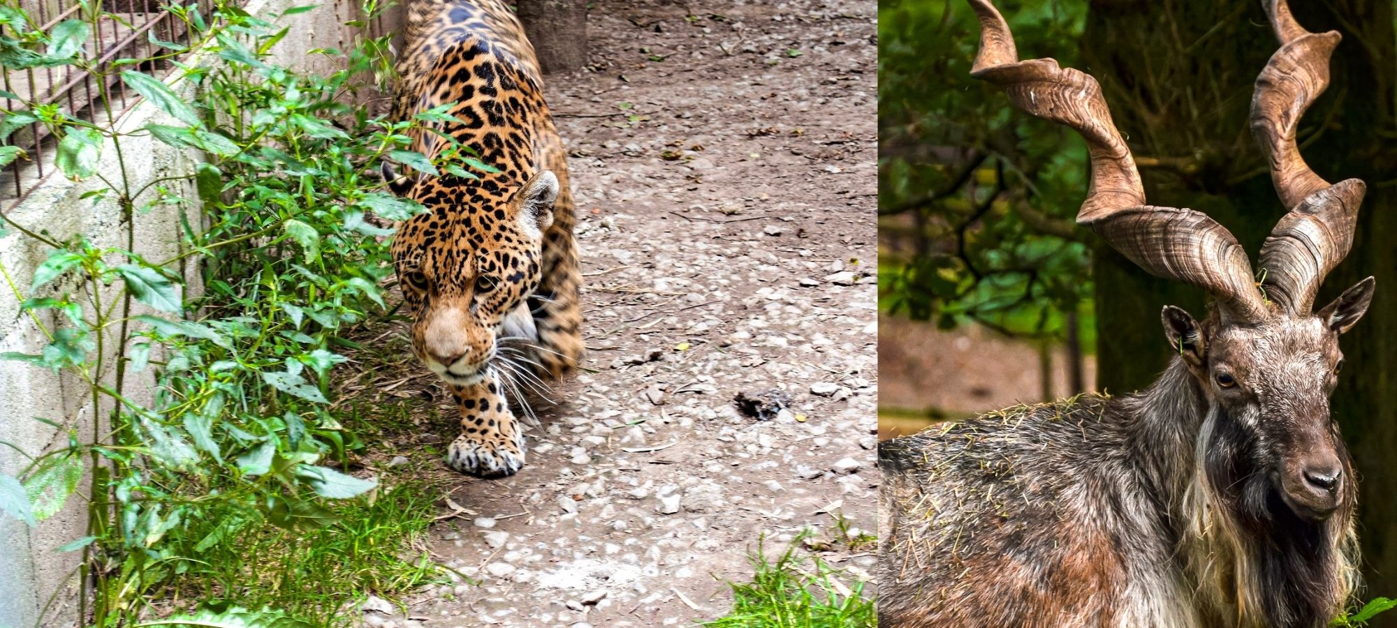 Ultimate guide: best spots to see animals in Belgium