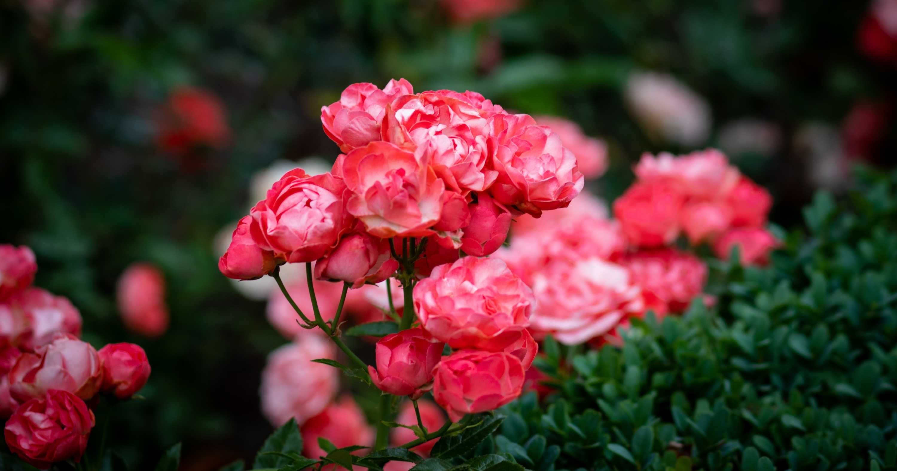 Unique Date ideas in Belgium for your Valentine