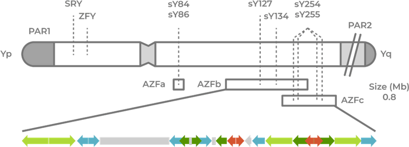 Y chromosome microdeletion and sex chromosome abnormalities ｜起元生技